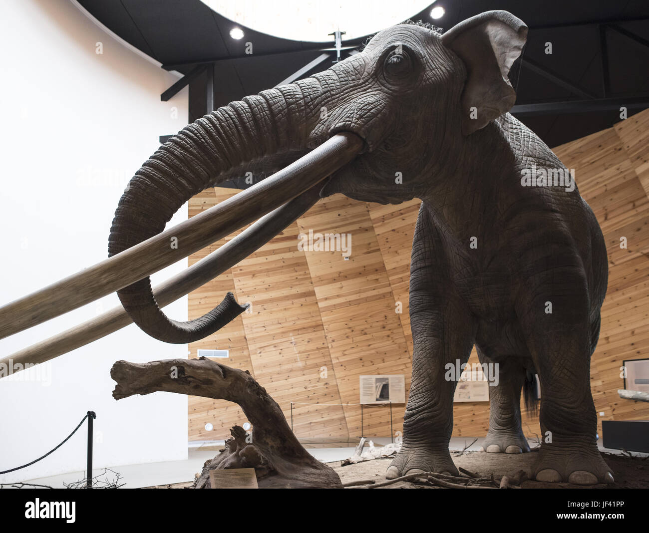 Mastodon hi-res stock photography and images - Alamy