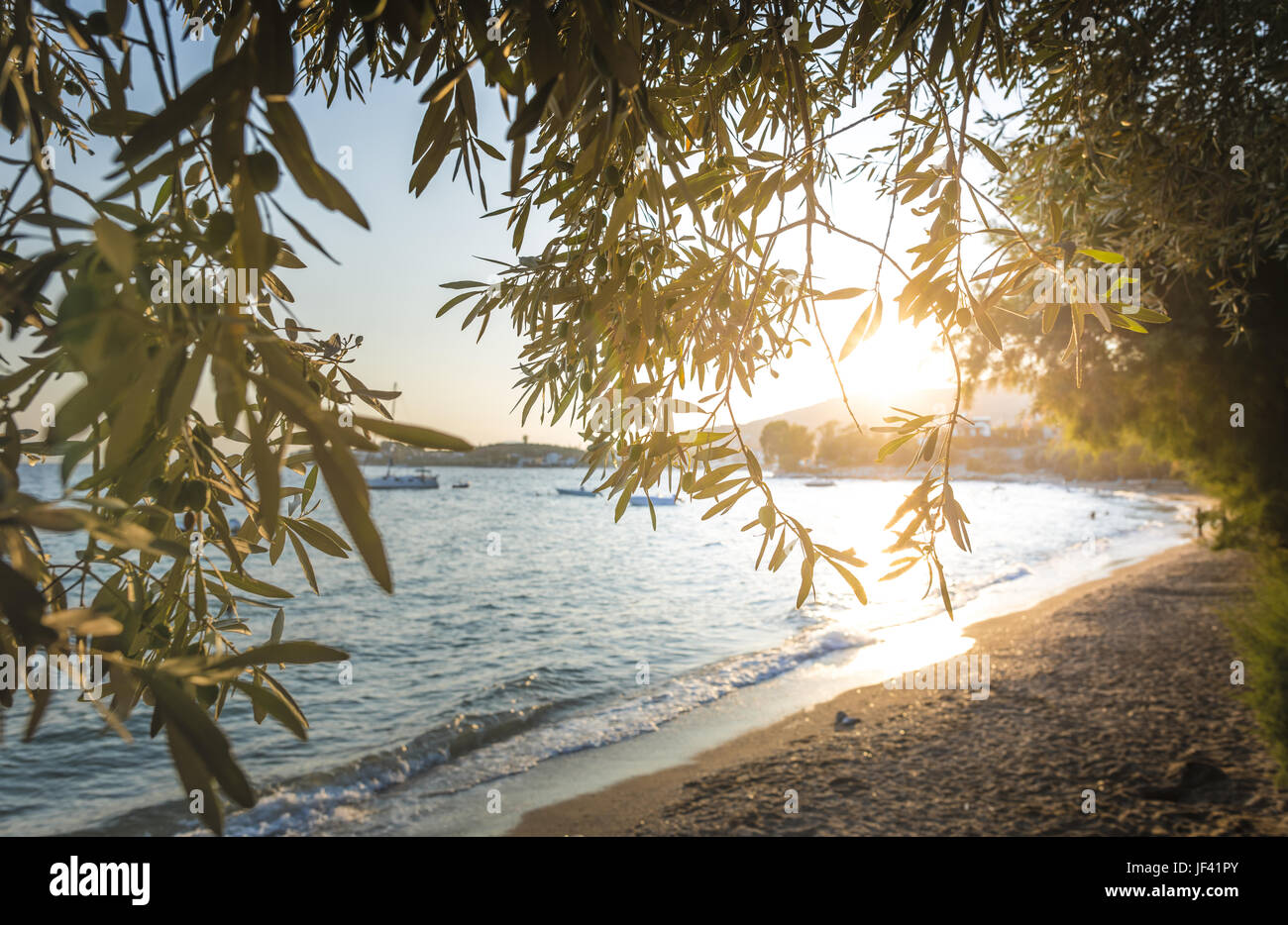 Olive trees, sea and sunset Stock Photo - Alamy