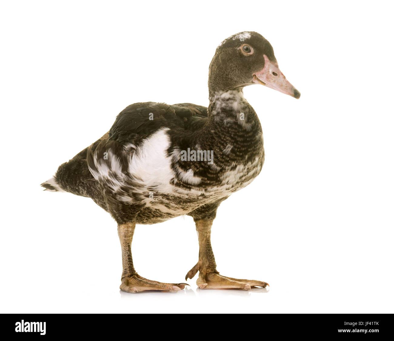 mulard duck in front of white background Stock Photo - Alamy