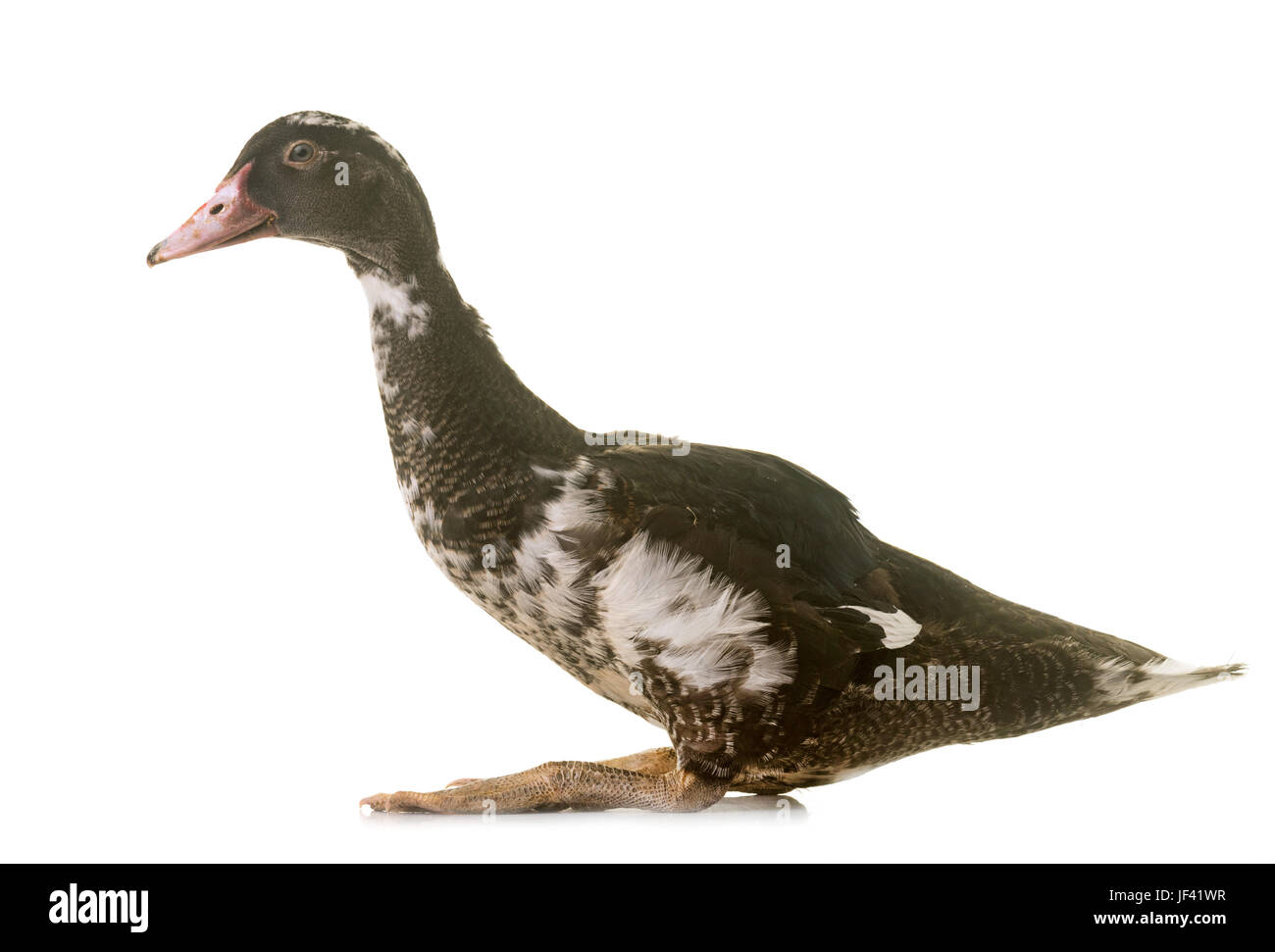 mulard duck in front of white background Stock Photo - Alamy