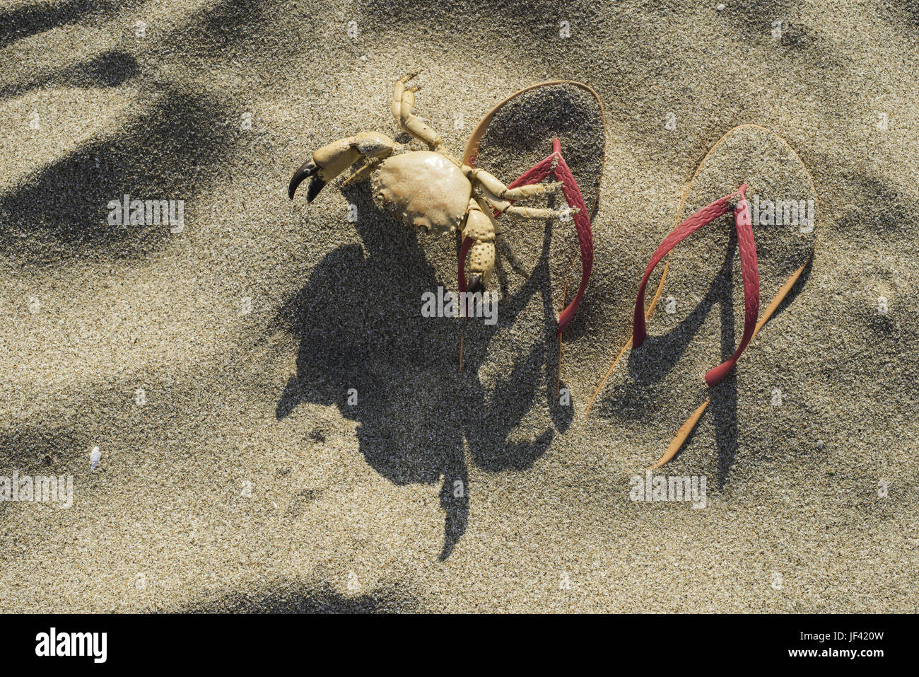 Slippers in the sand on the beach Stock Photo - Alamy