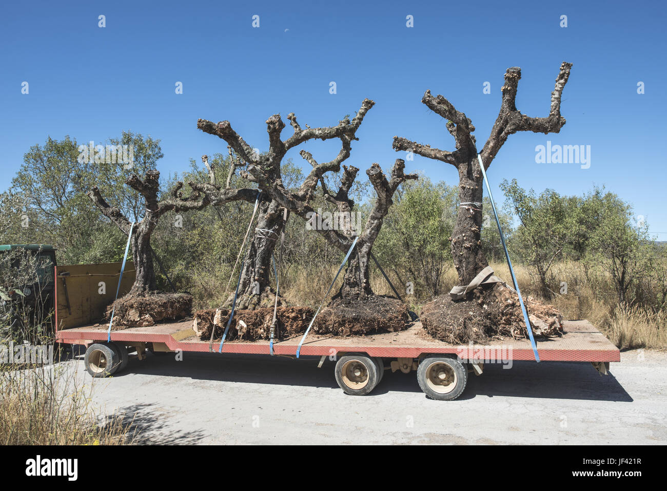 Moving tree. Transplanting Stock Photo - Alamy