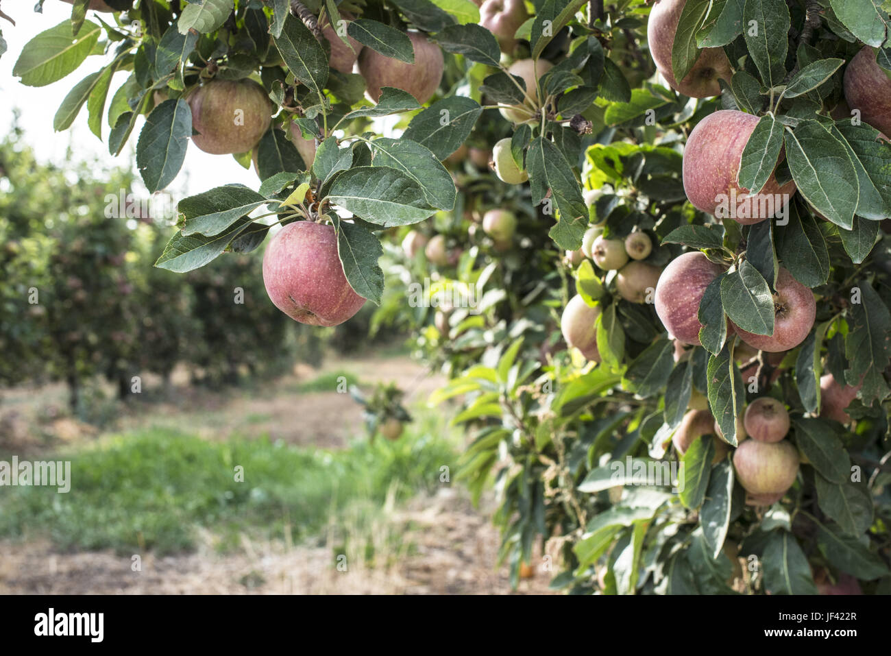 Apples tree in the orchard Stock Photo - Alamy