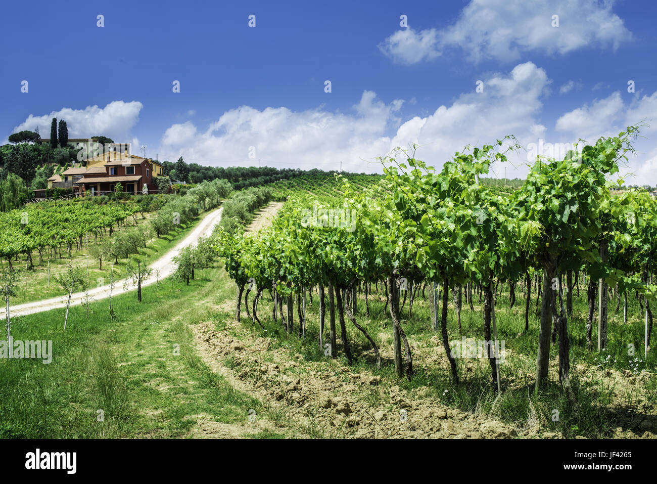 Vine plantations and farmhouse in Italy Stock Photo - Alamy