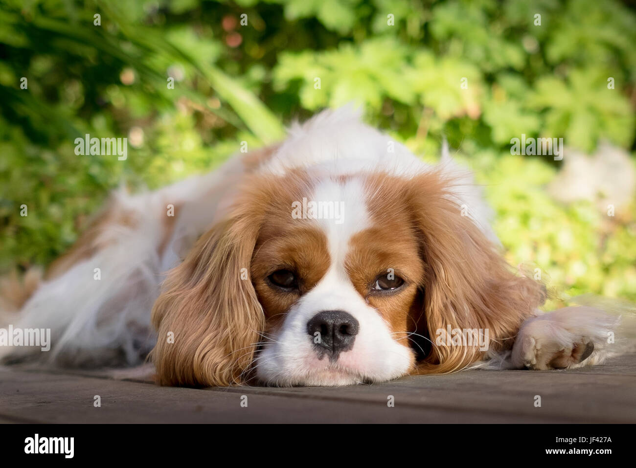 Portrait of lying dog Stock Photo - Alamy