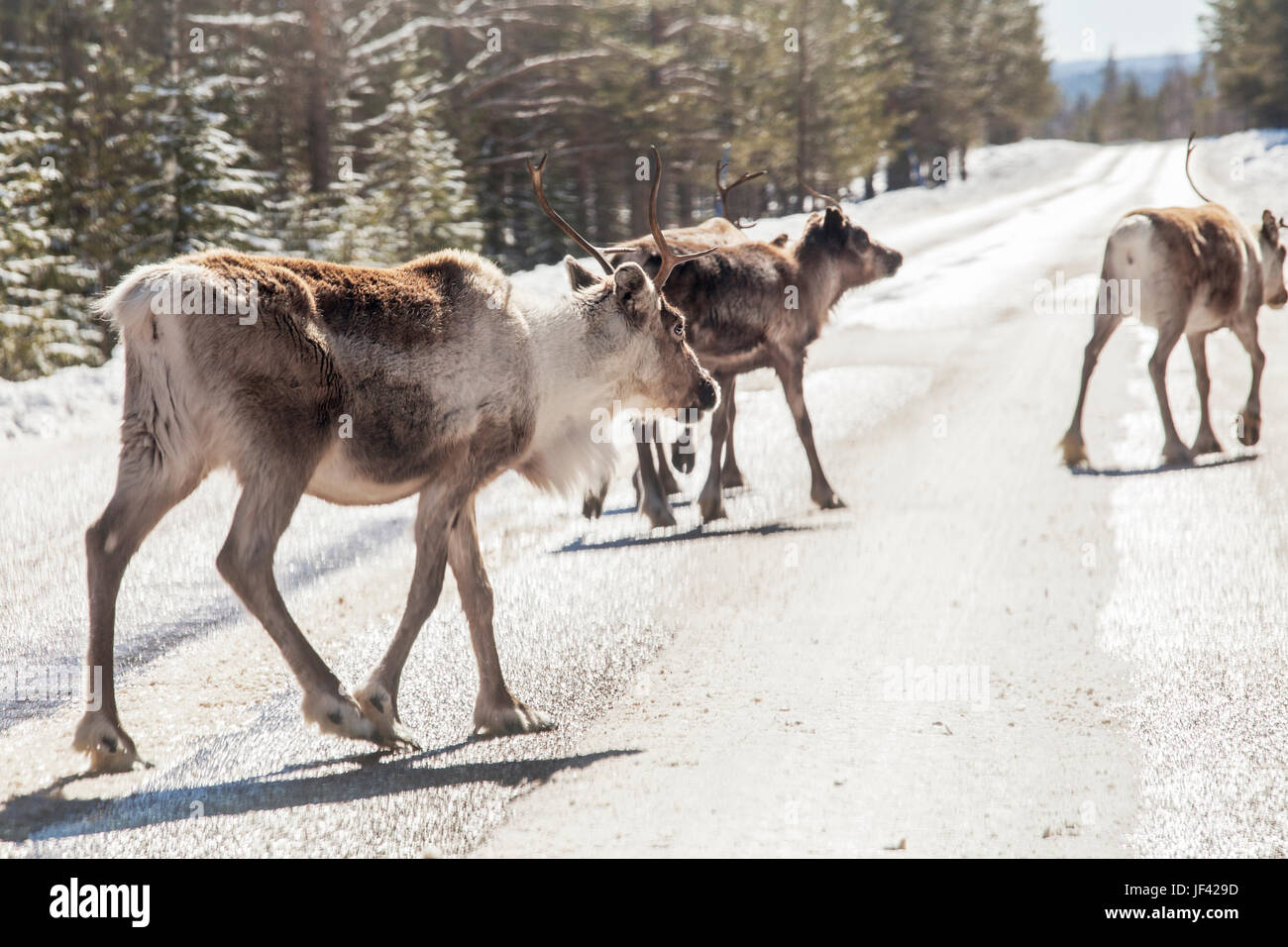 Reindeer crossing road Stock Photo - Alamy