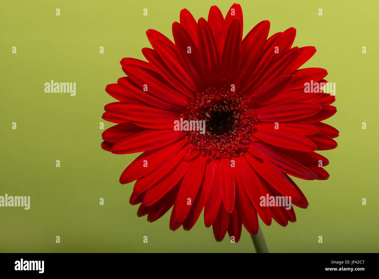 Gerbera flower blossom Stock Photo - Alamy