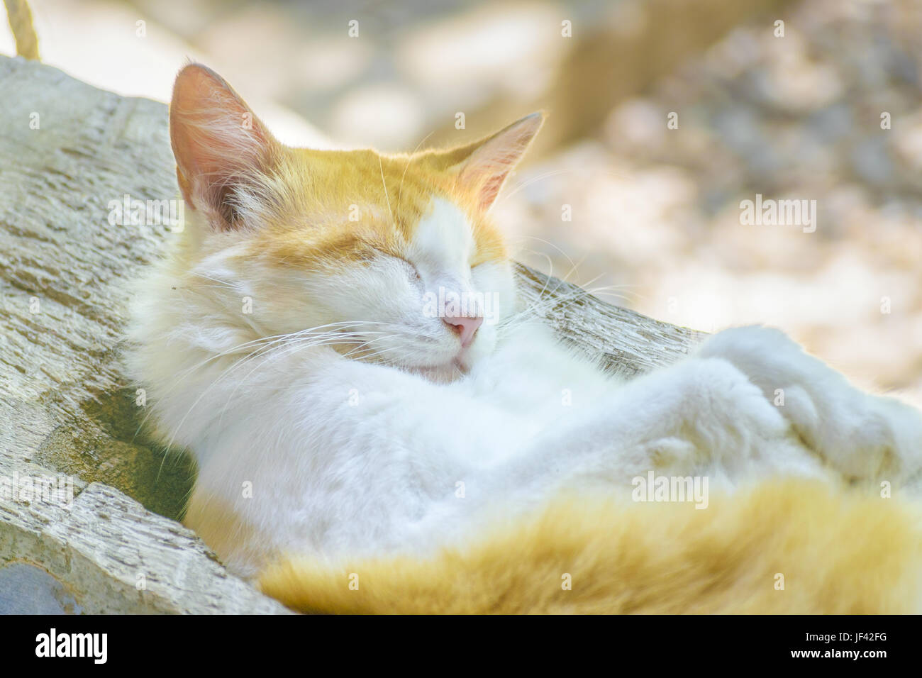 Sleeping cats garden hi-res stock photography and images - Alamy
