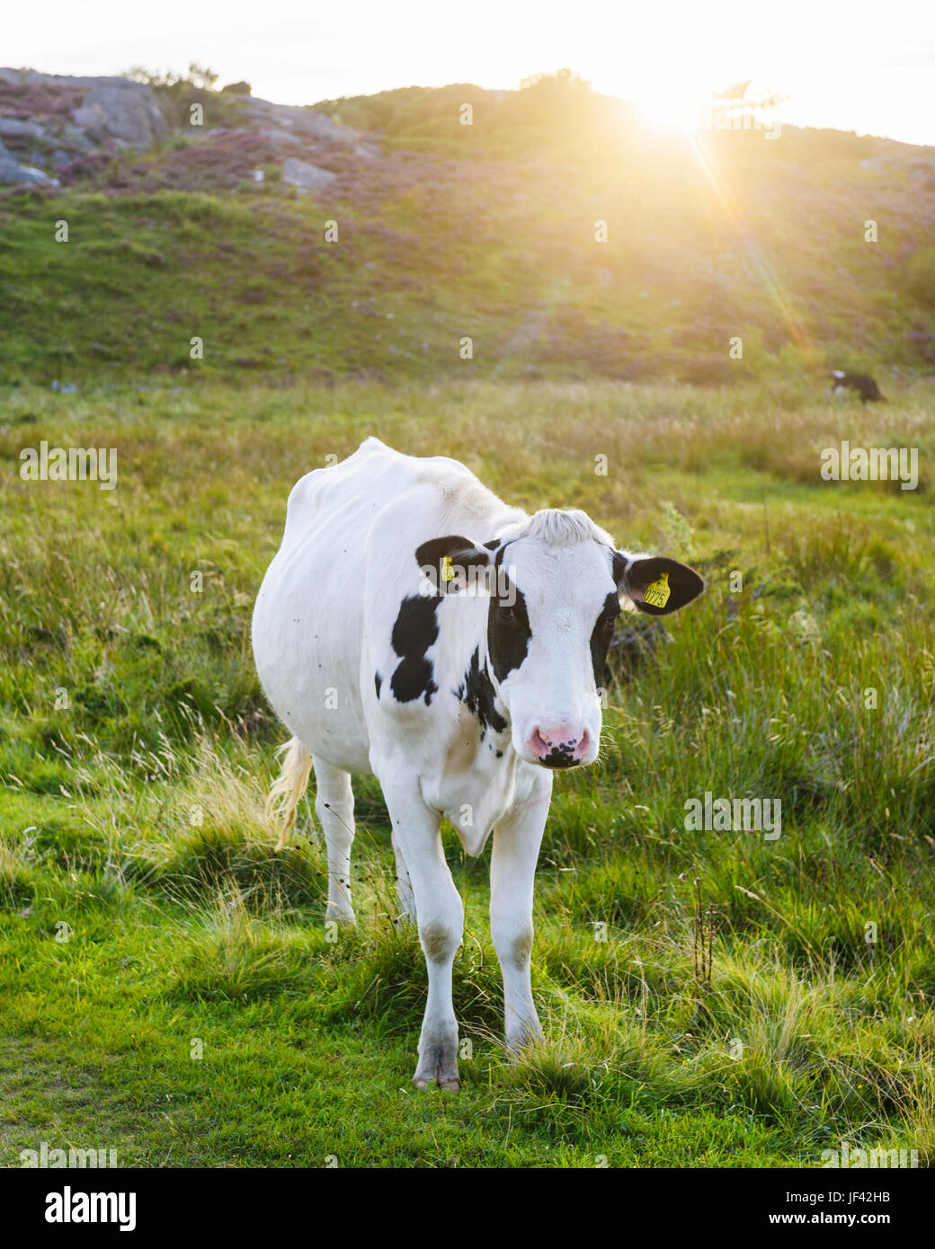 Cow on meadow Stock Photo - Alamy