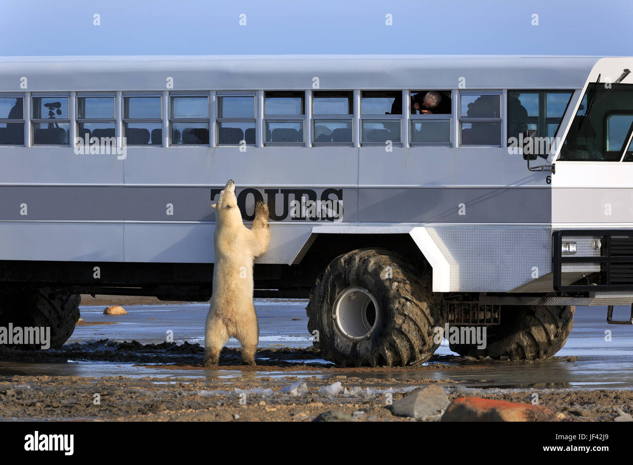Polar bear at the tundra buggy Stock Photo - Alamy