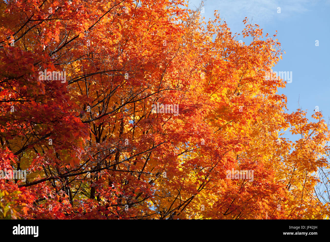 Canadian fall foliage Stock Photo - Alamy
