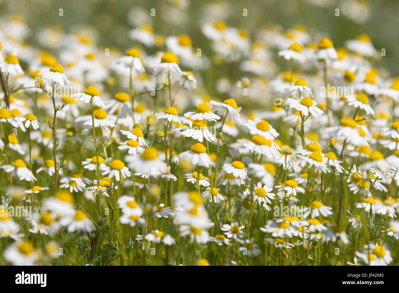 The meadow thickets hi-res stock photography and images - Alamy