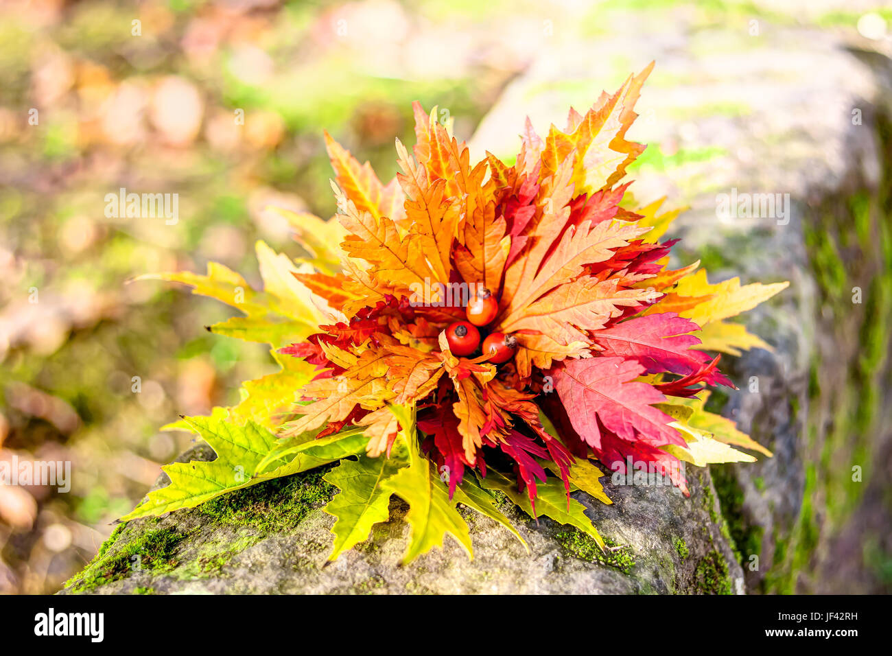 Long and broad leaves hi-res stock photography and images - Alamy