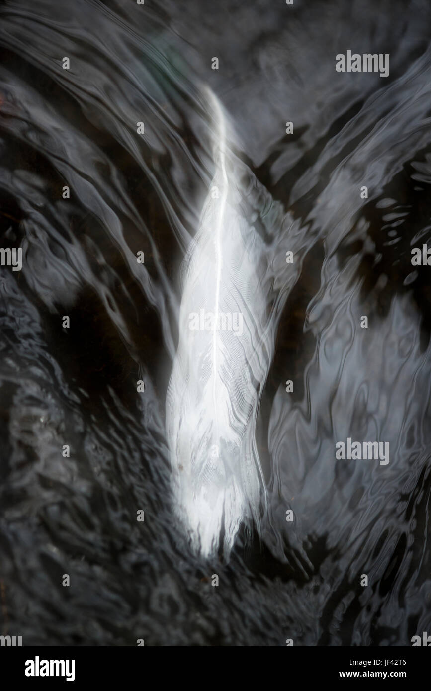Feather in water Stock Photo - Alamy