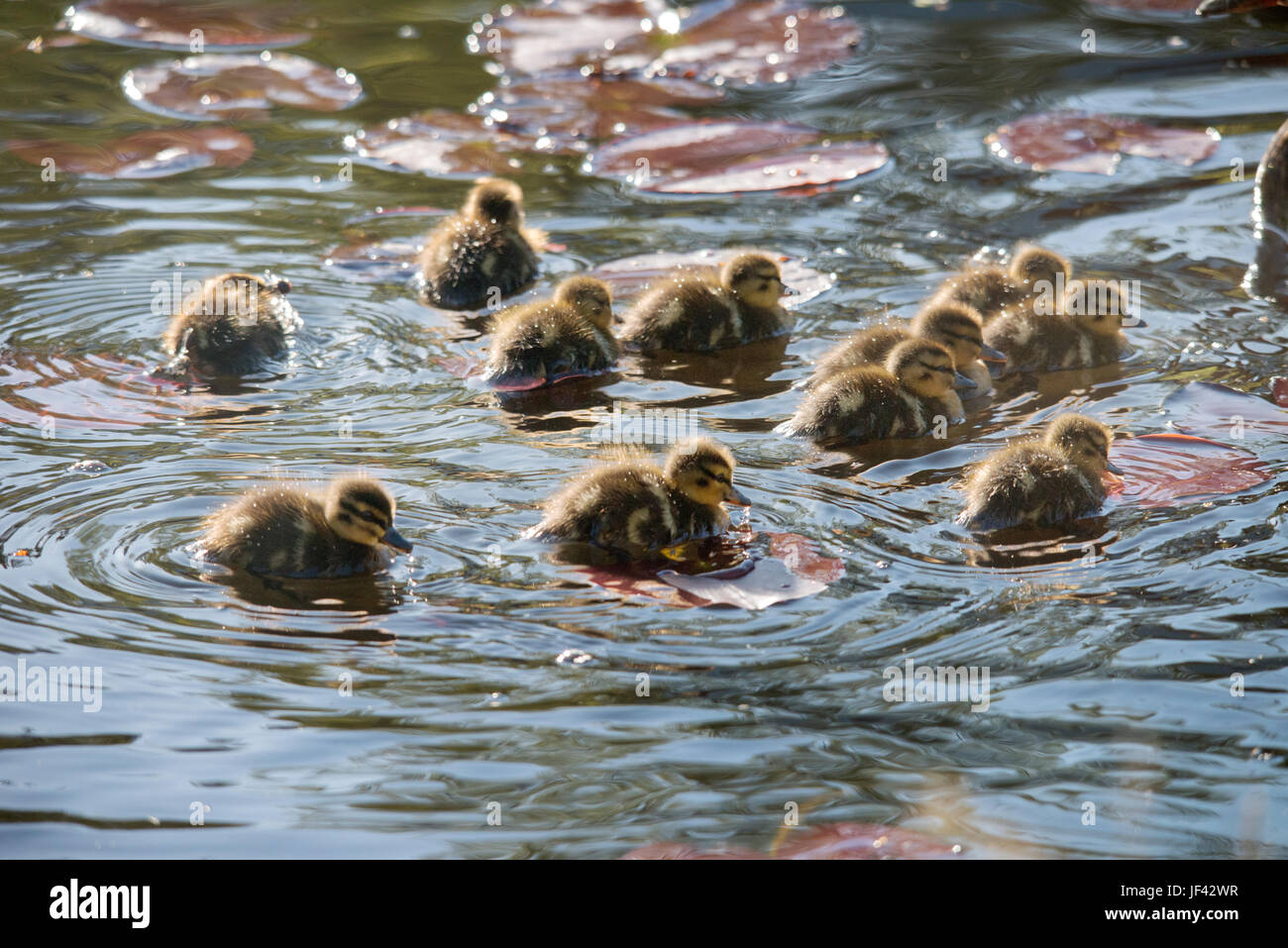 Ducking on water Stock Photo - Alamy