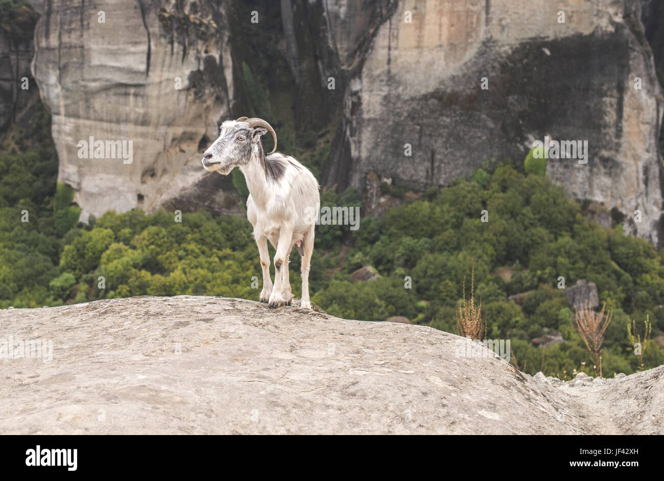 Goat climbs rocks Stock Photo - Alamy