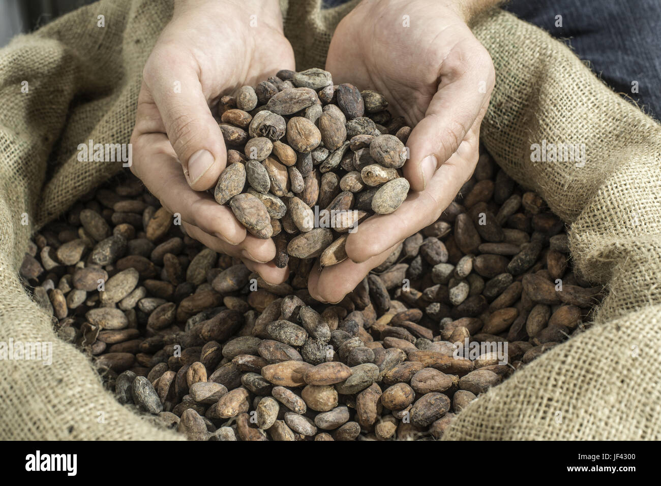 Hand holds cocoa beans Stock Photo - Alamy
