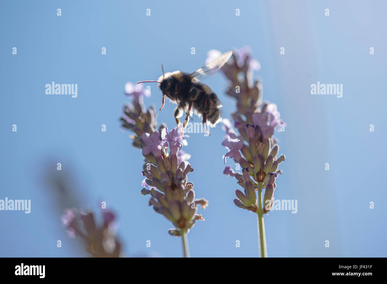 Insect pollinated plants hi-res stock photography and images - Alamy