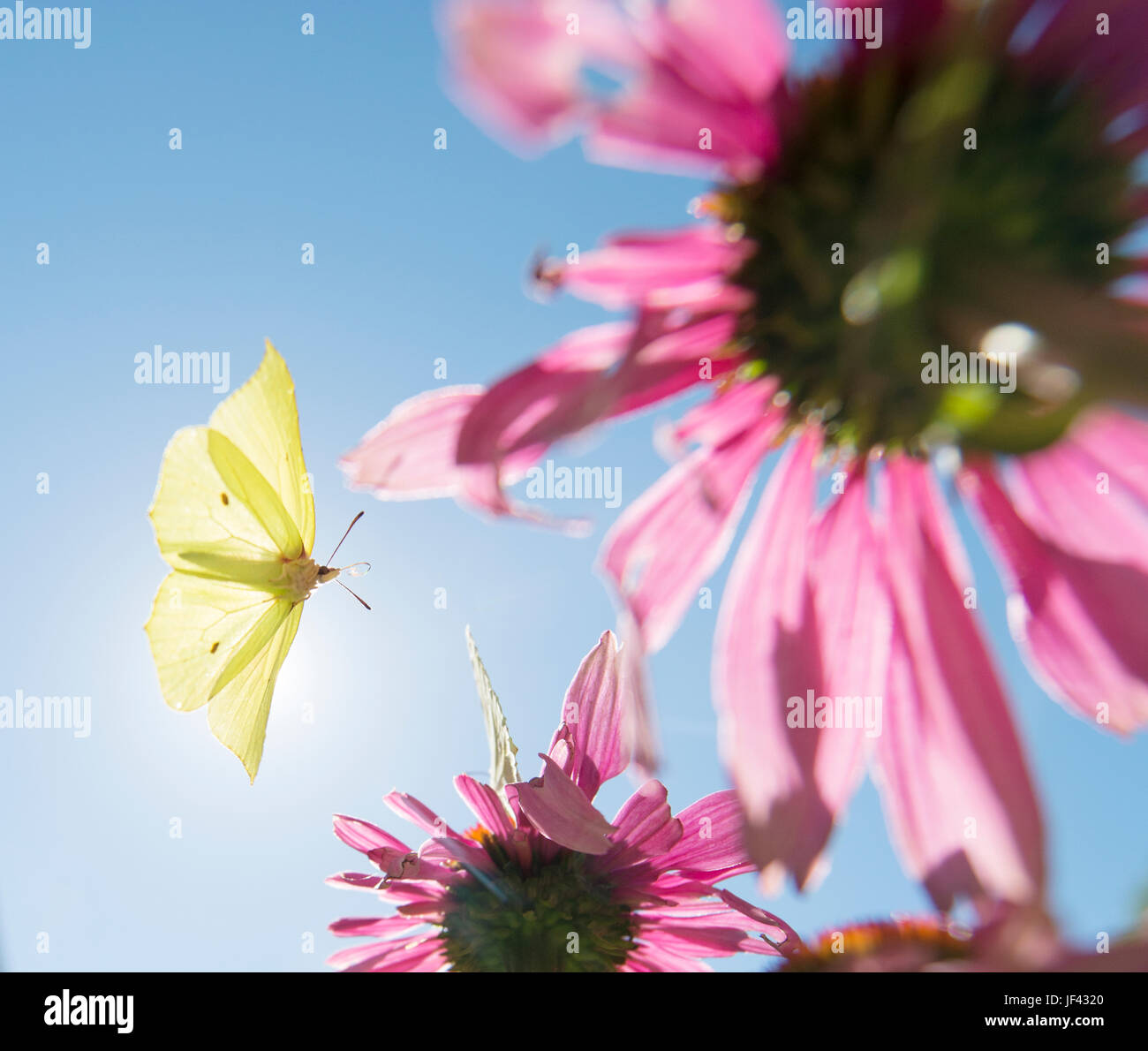 Butterfly near flowers Stock Photo - Alamy