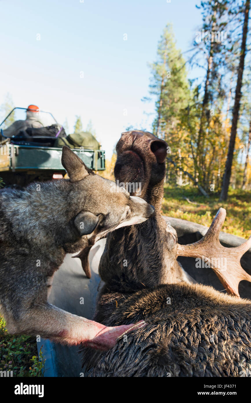 Dead bull elk hi-res stock photography and images - Alamy