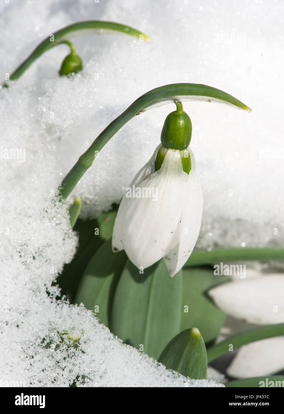 Snowdrop flower in a snow Stock Photo - Alamy