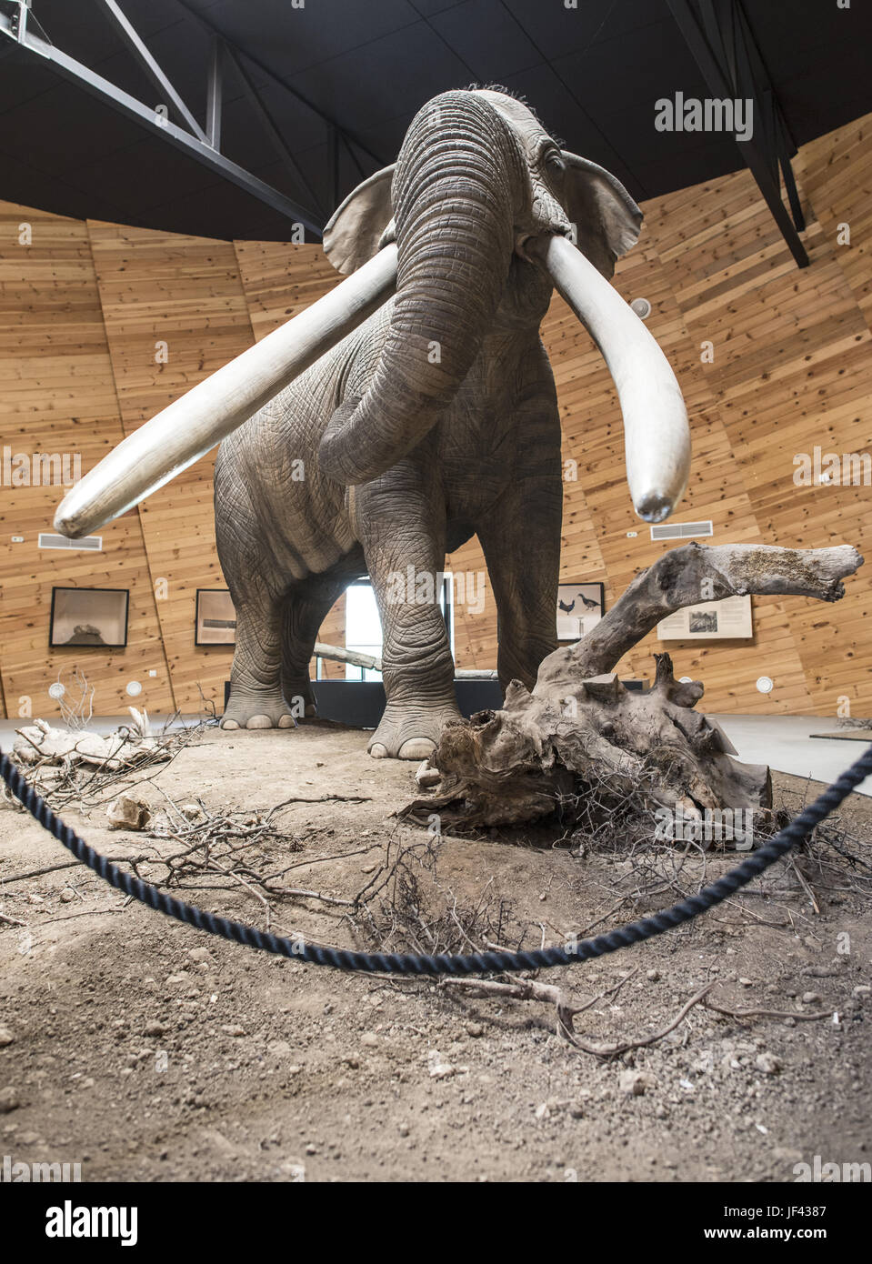 Model of mastodon Stock Photo - Alamy