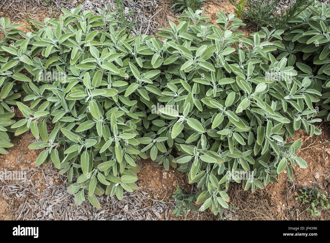 Sage spice garden Stock Photo - Alamy
