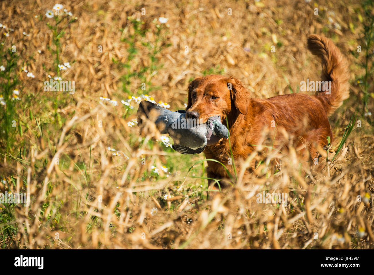 Hunting dog carrying dead bird Stock Photo - Alamy