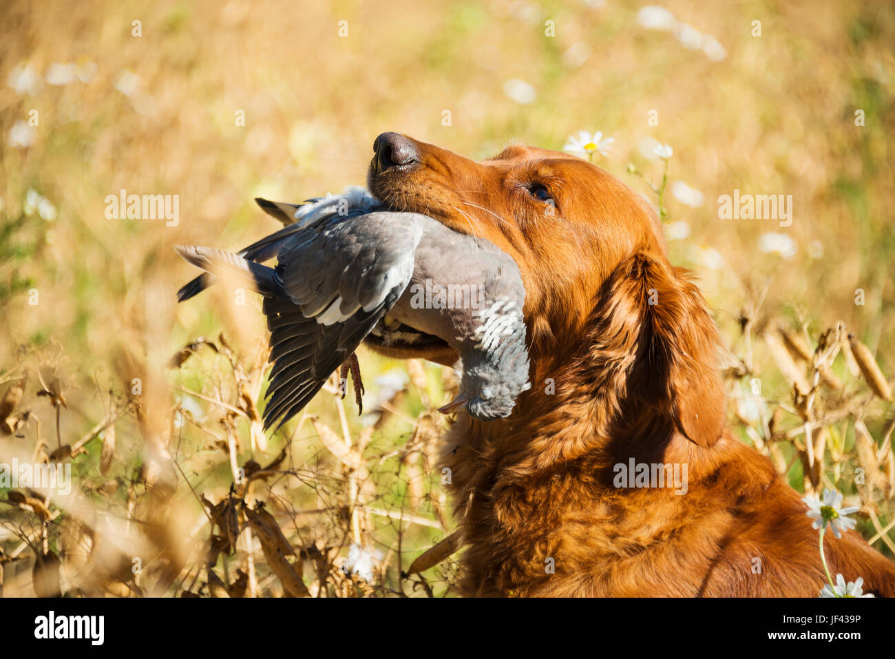 Carrying dead hi-res stock photography and images - Alamy