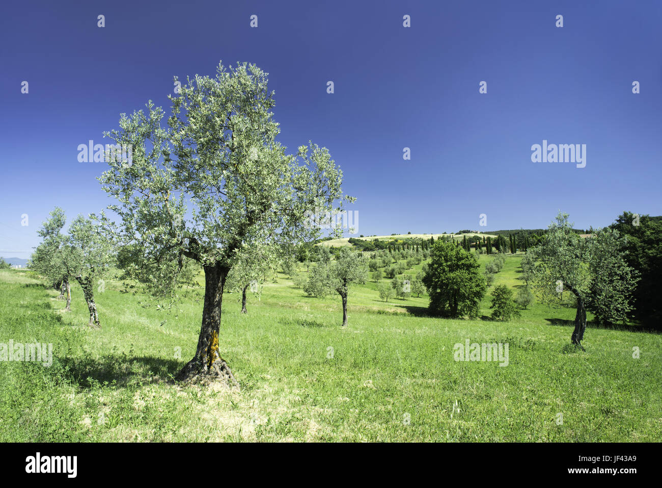 Olive tree in Italy Stock Photo - Alamy