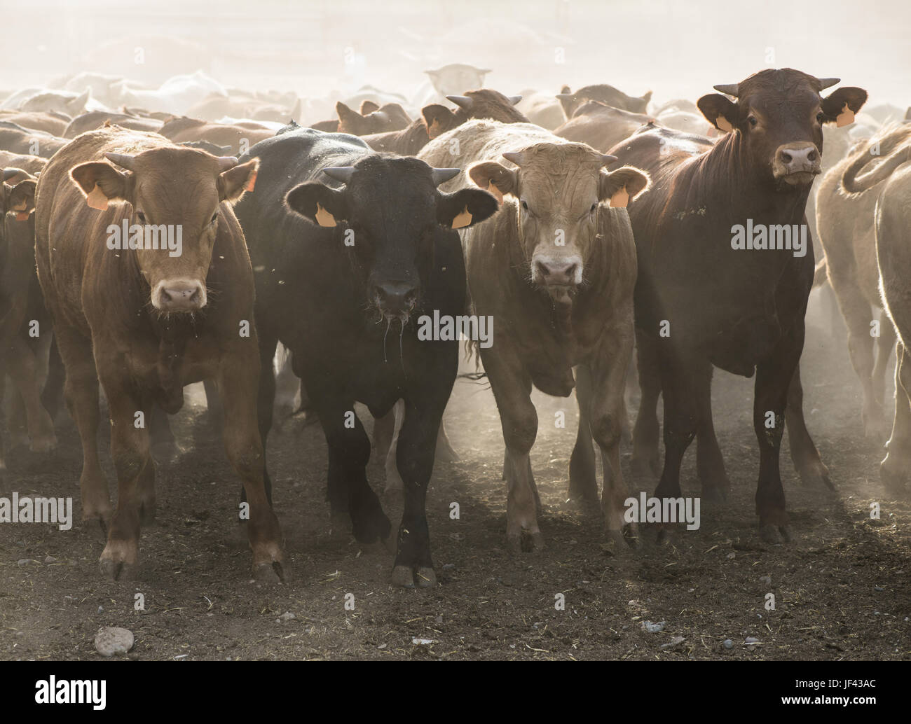 Calves in farm Stock Photo - Alamy