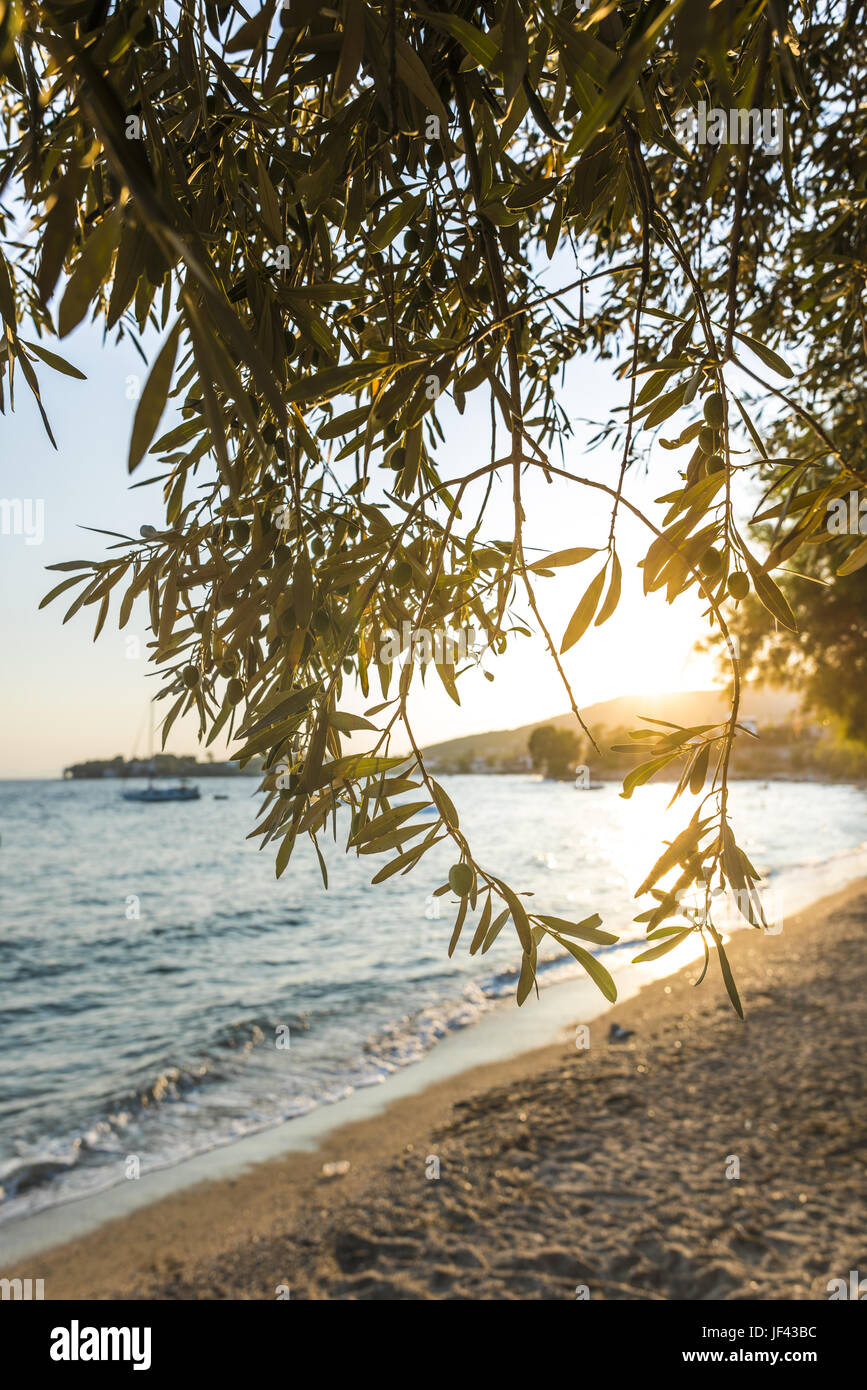 Olive trees, sea and sunset Stock Photo - Alamy