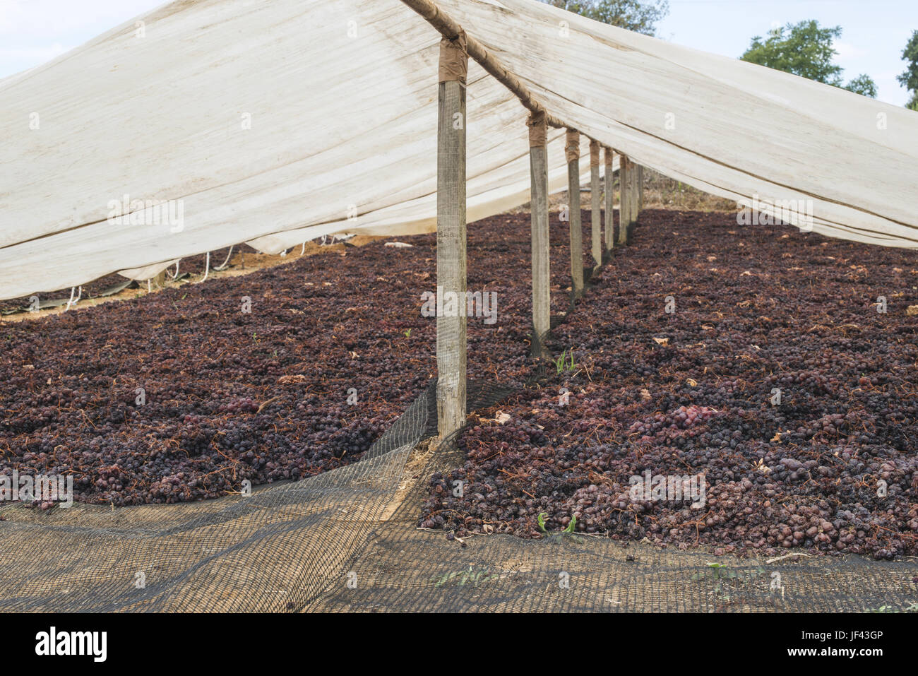 Raisin production process hi-res stock photography and images - Alamy