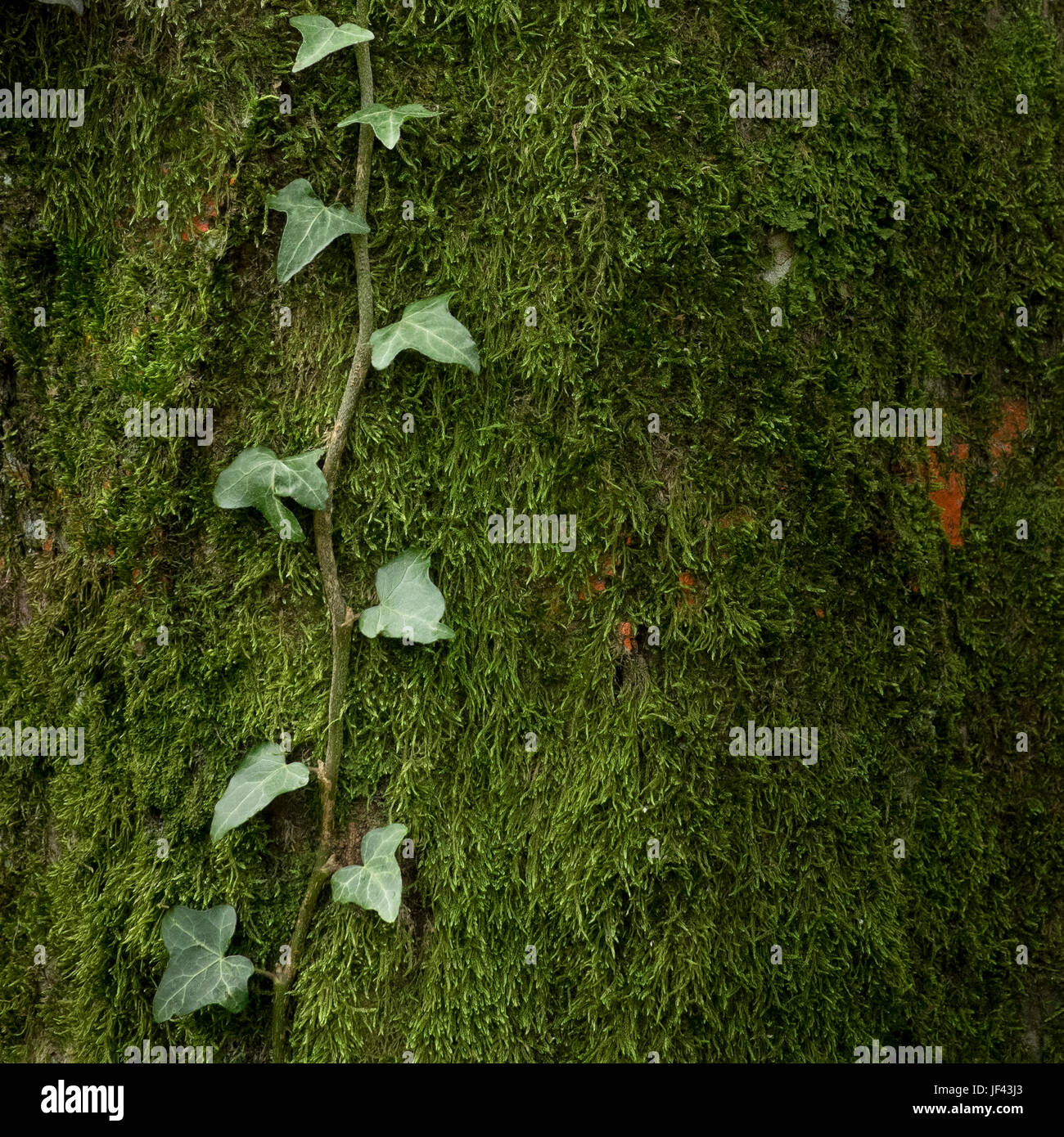 Growing on moss hi-res stock photography and images - Alamy