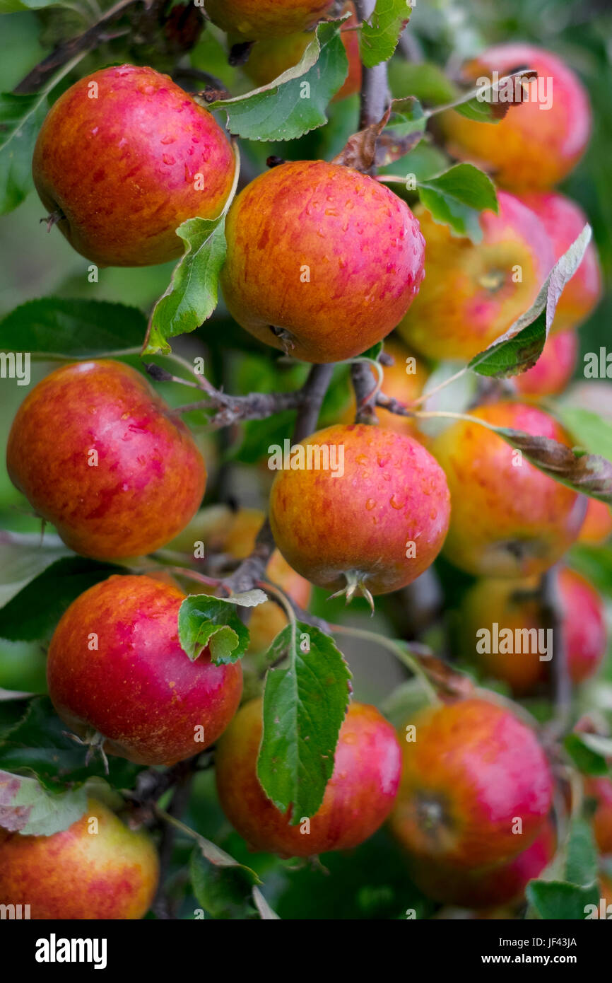 Kivik apple hi-res stock photography and images - Alamy