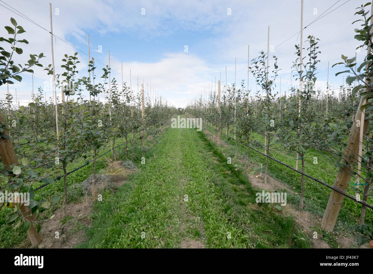 Trees in orchard Stock Photo - Alamy