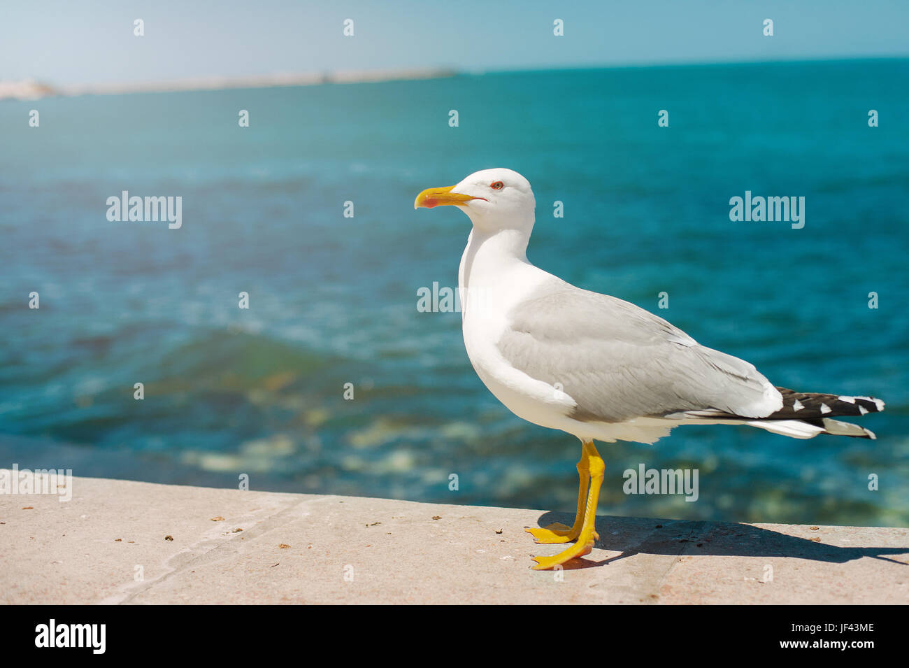 Sea gull standing on his feet on the beach at sunset. Close up view of ...