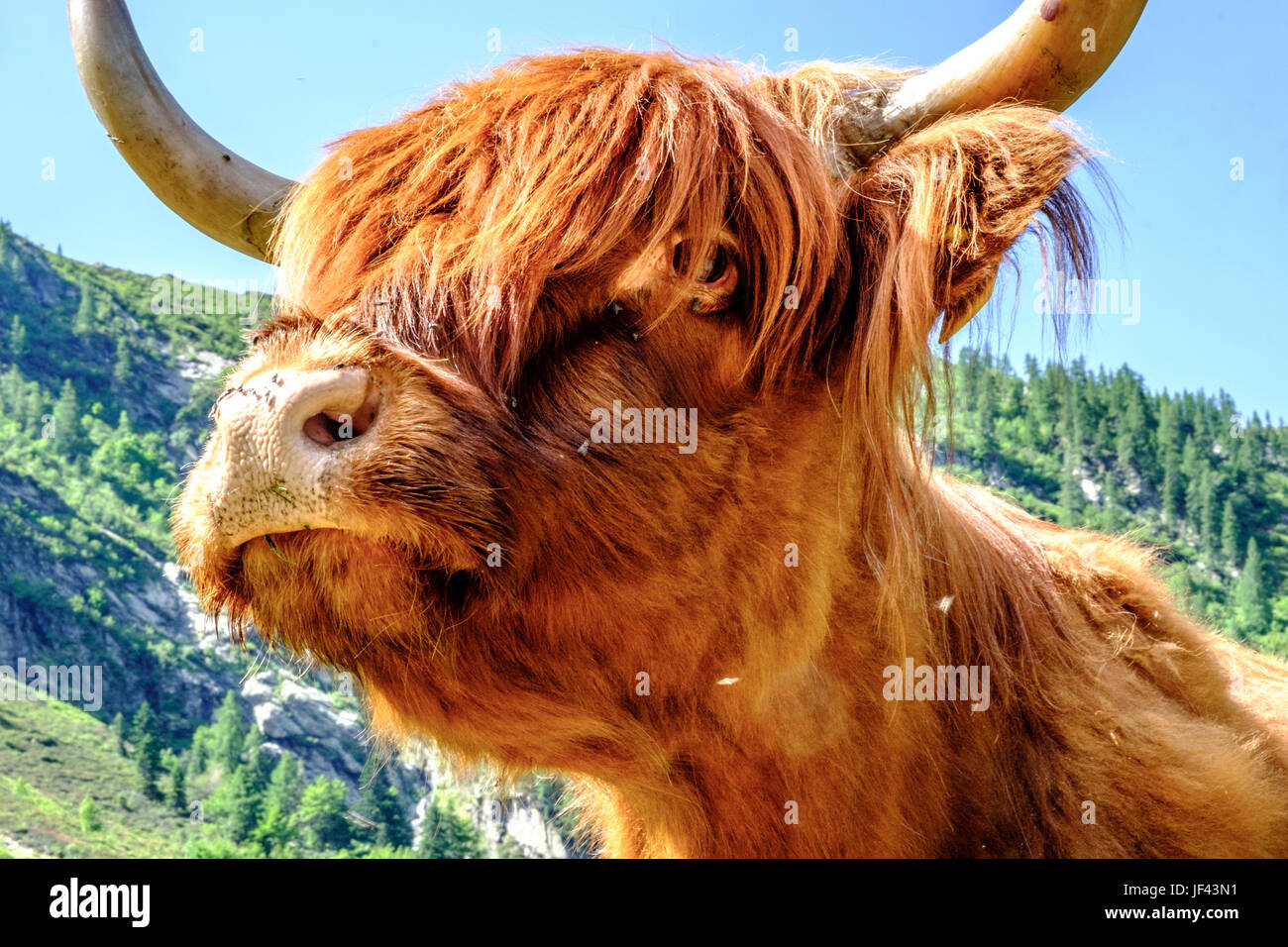 Scottish mountain fauna hi-res stock photography and images - Alamy