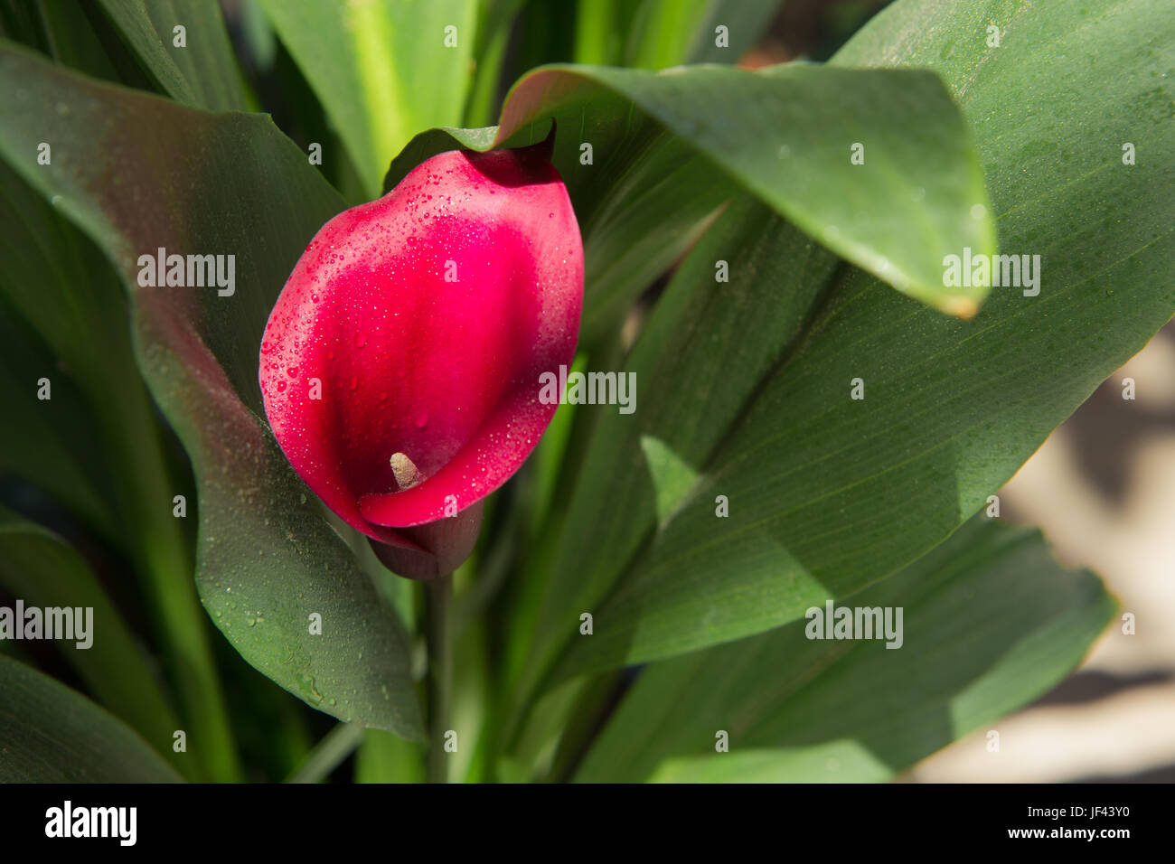 Zantedeschia rehmannii lipstick hi-res stock photography and images - Alamy