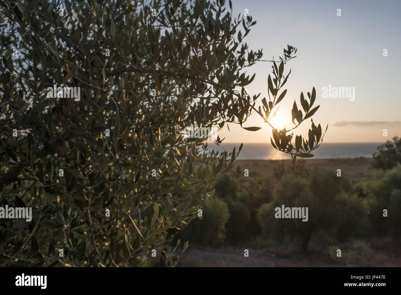 Olive trees and sun rays Stock Photo - Alamy