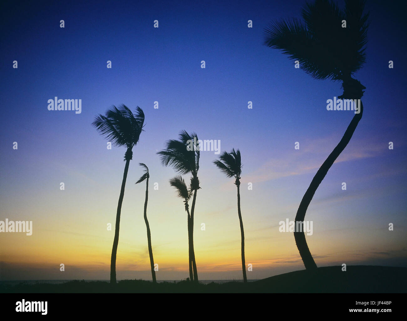 Picturesque tropical sunset palm trees hi-res stock photography and ...