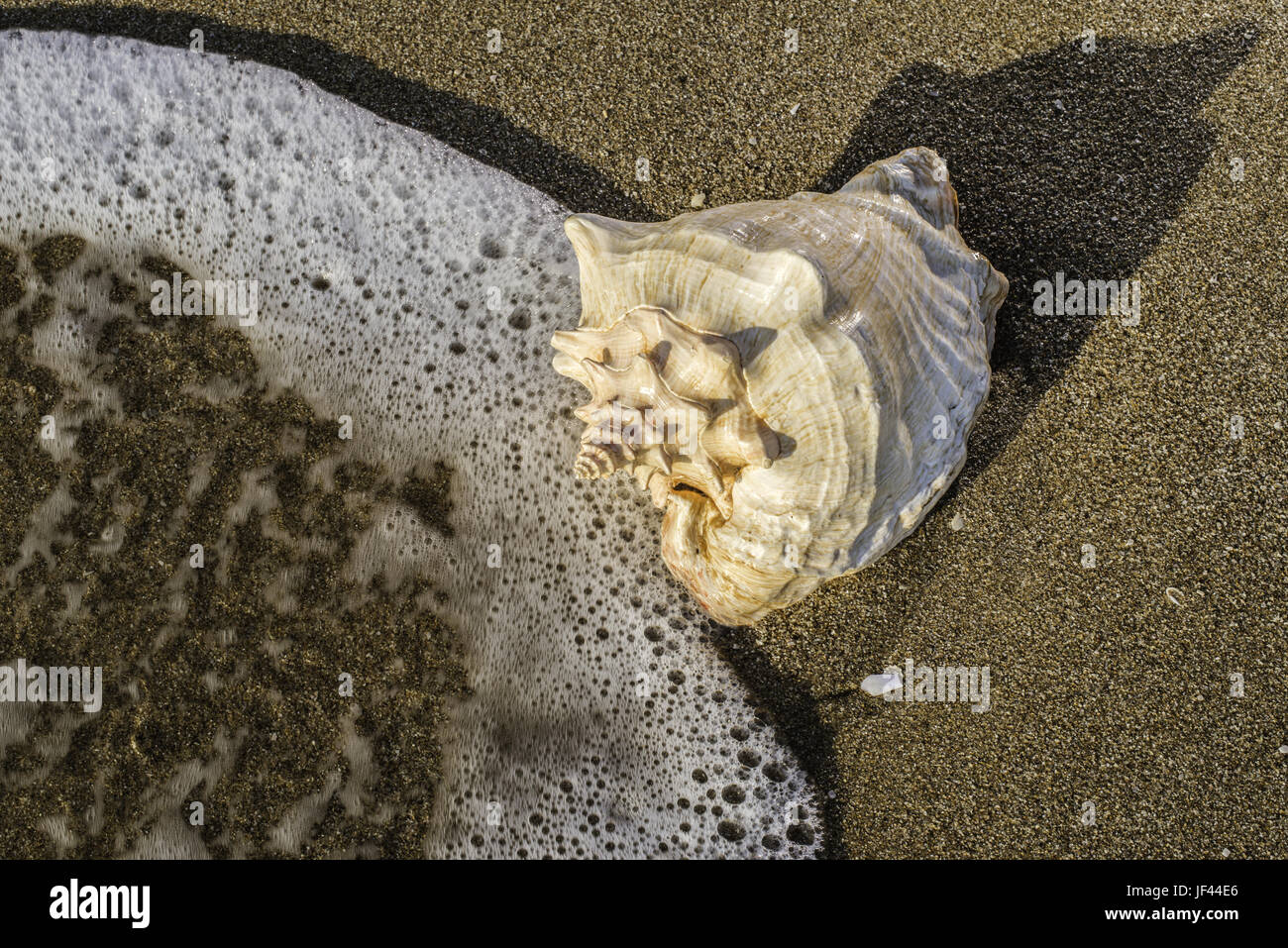 Shells on the beach Stock Photo - Alamy