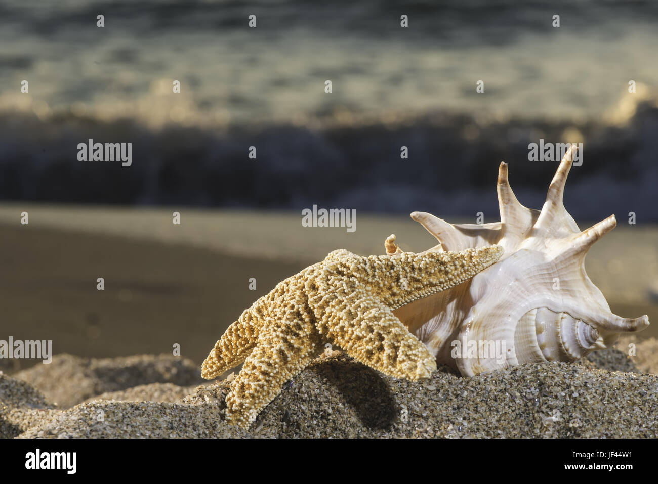 Shells on the beach Stock Photo - Alamy
