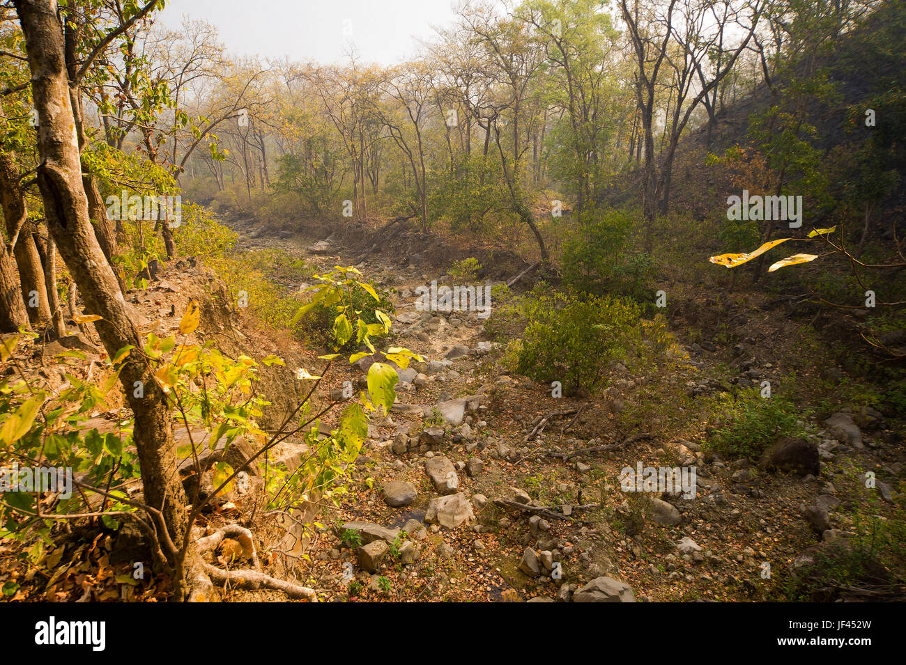 Jungle book tiger hi-res stock photography and images - Alamy