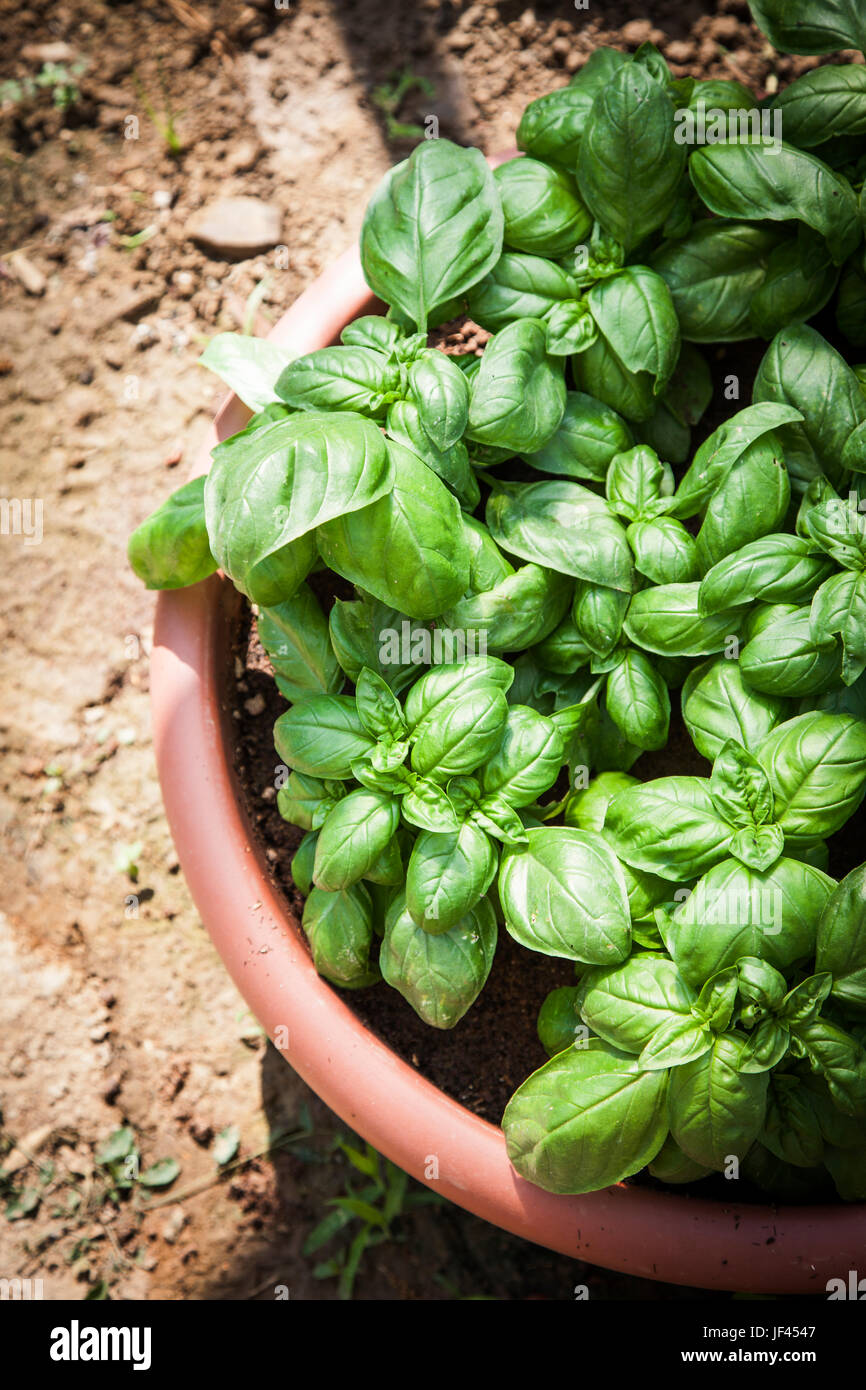 Basil growing in pot Stock Photo - Alamy