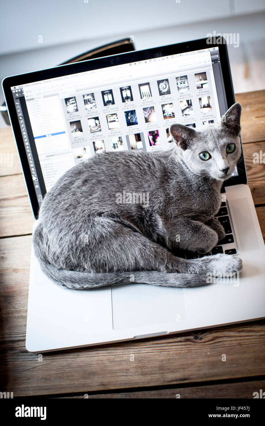 Cat lying on laptop Stock Photo - Alamy