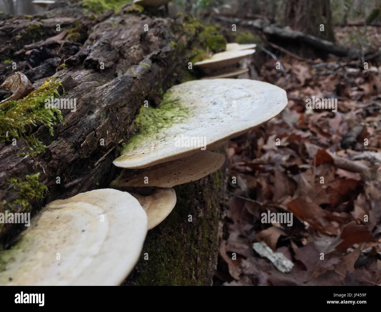 Hatchie river hi-res stock photography and images - Alamy