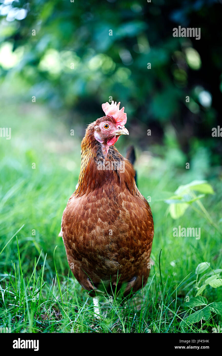 Hen standing in field Stock Photo - Alamy