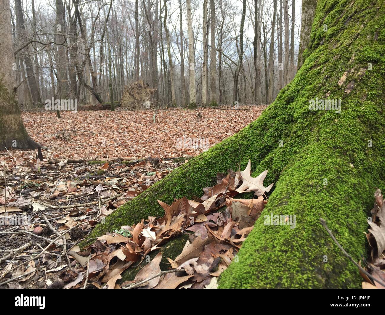 Moss life cycle hi-res stock photography and images - Alamy