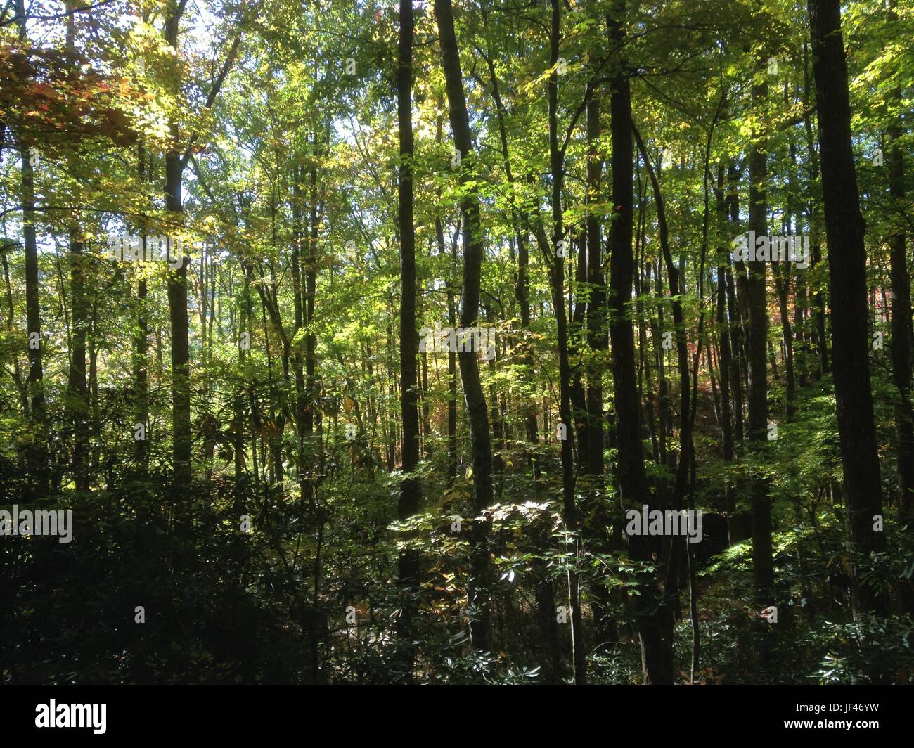 Trees and folage hi-res stock photography and images - Alamy